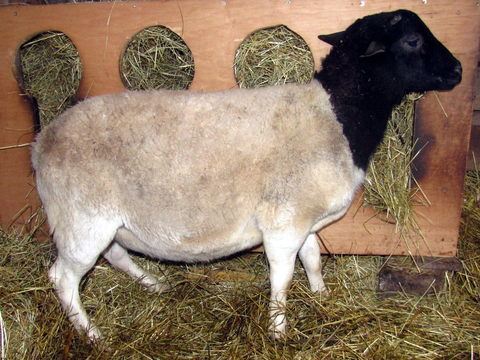 Dorper Sheep & Lambs For Sale in Denver Pennsylvania - Bubblin' Brook Farm
