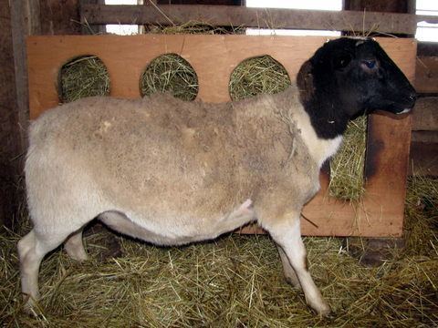 Dorper Sheep & Lambs For Sale in Denver Pennsylvania - Bubblin' Brook Farm