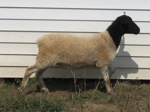 Dorper Sheep & Lambs For Sale in Denver Pennsylvania - Bubblin' Brook Farm
