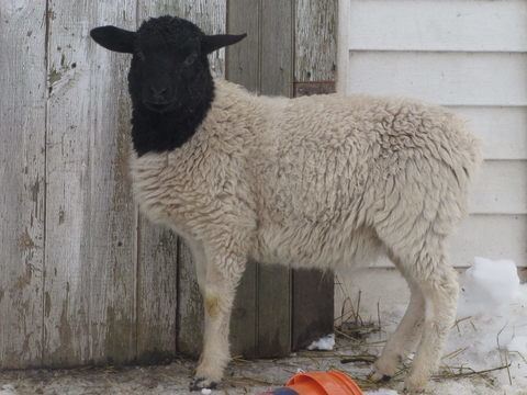 Dorper Sheep & Lambs For Sale in Denver Pennsylvania - Bubblin' Brook Farm