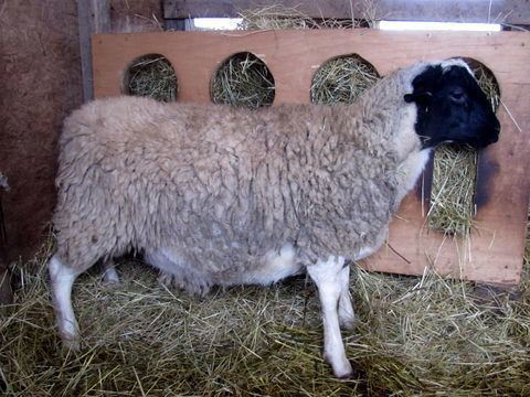 Dorper Sheep & Lambs For Sale in Denver Pennsylvania - Bubblin' Brook Farm