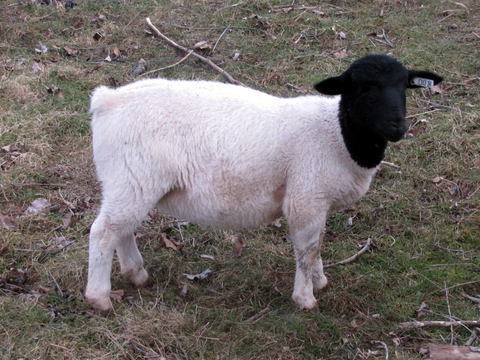 Dorper Sheep & Lambs For Sale in Denver Pennsylvania - Bubblin' Brook Farm